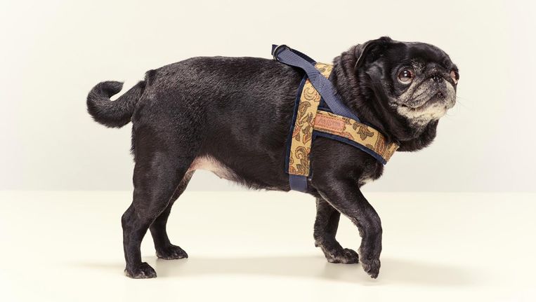 Veel rashonden zijn zo doorgefokt dat ze constant lijden - waar vind je ...