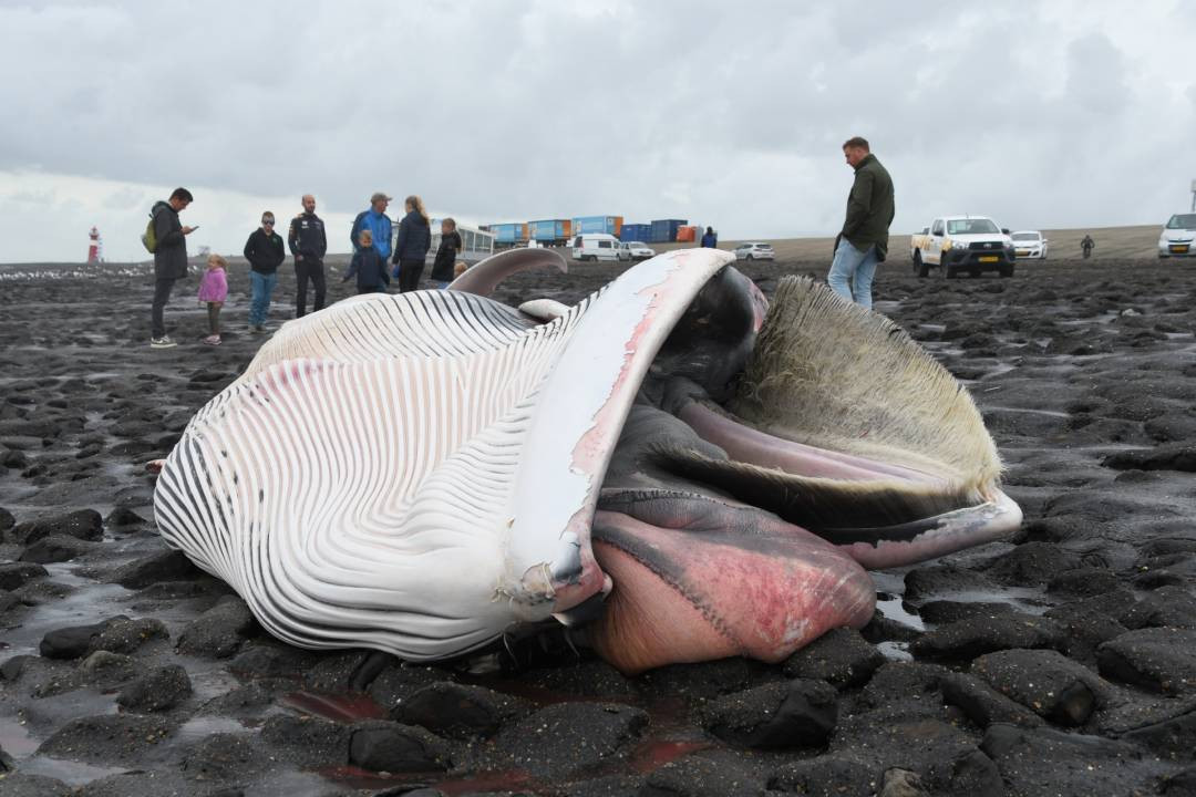 Aangespoelde walvis in Zeeland trekt veel bekijks: ‘Wandelaars gaan hem ...