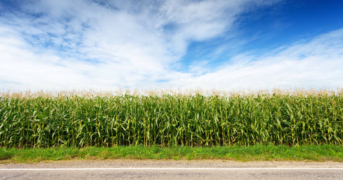 Te dicht bij een akker en dus mogelijk last van bestrijdingsmiddelen ...