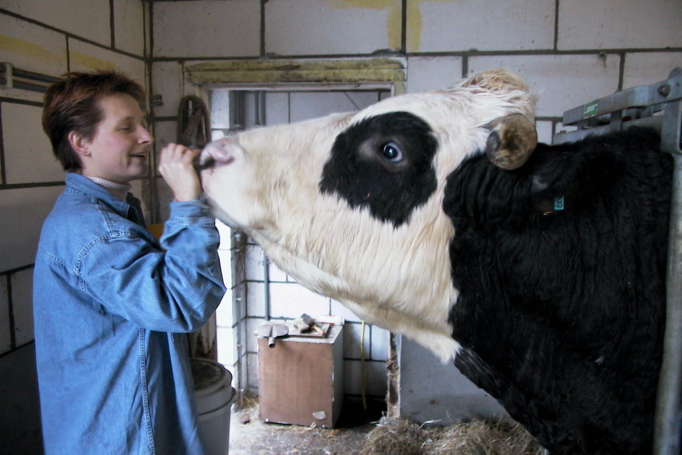 Biotechbedrijf gaat nazaten van wereldberoemde stier Herman (1990-2004 ...
