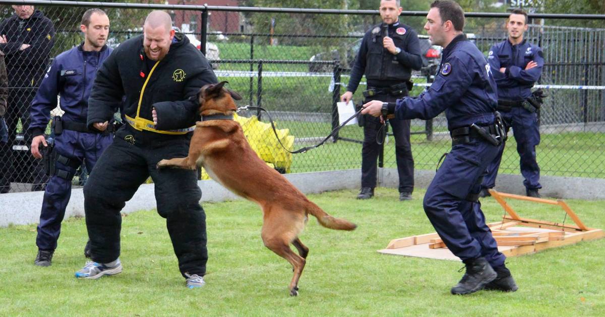 Gentse politiehonden geven zondag demonstratie op Vrijdagsmarkt voor ...