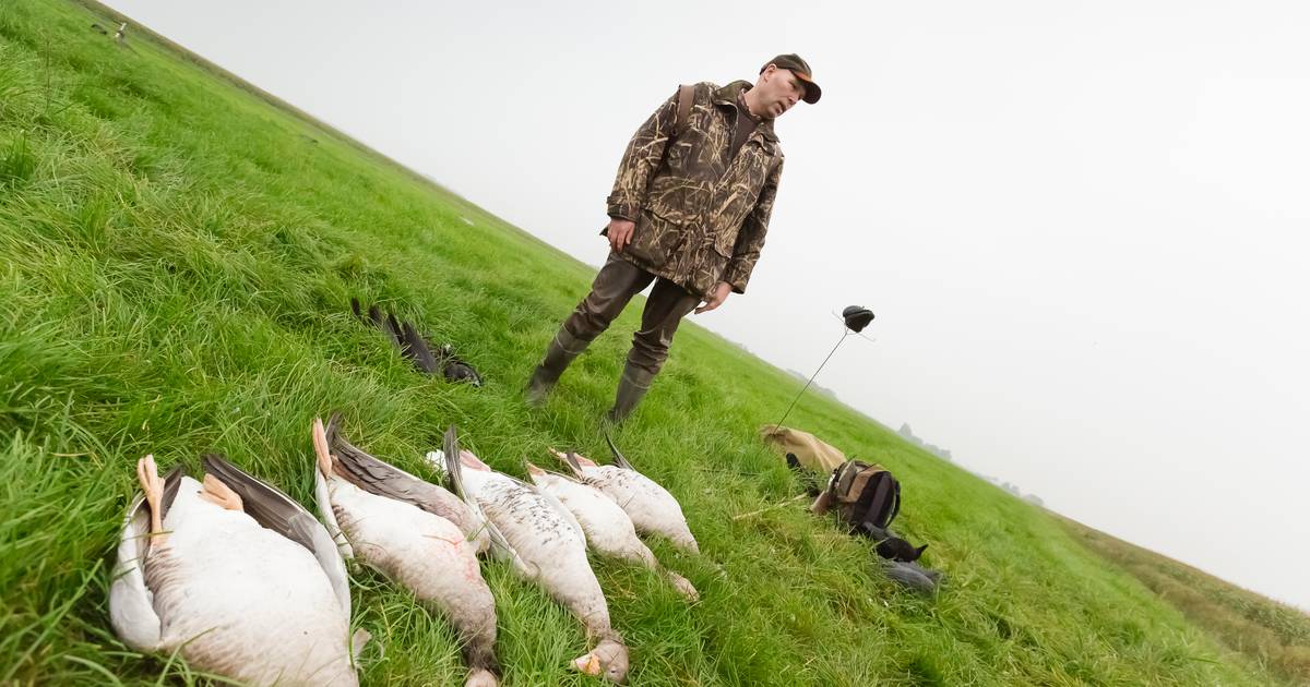 BBB vreest grote gevolgen van jachtverbod op ganzen: ‘Vraat en ...