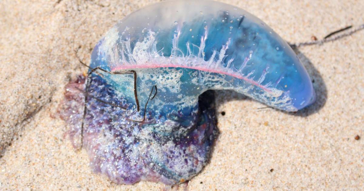 Gigantische kwallen met pijnlijke tentakels teisteren kust Australië ...