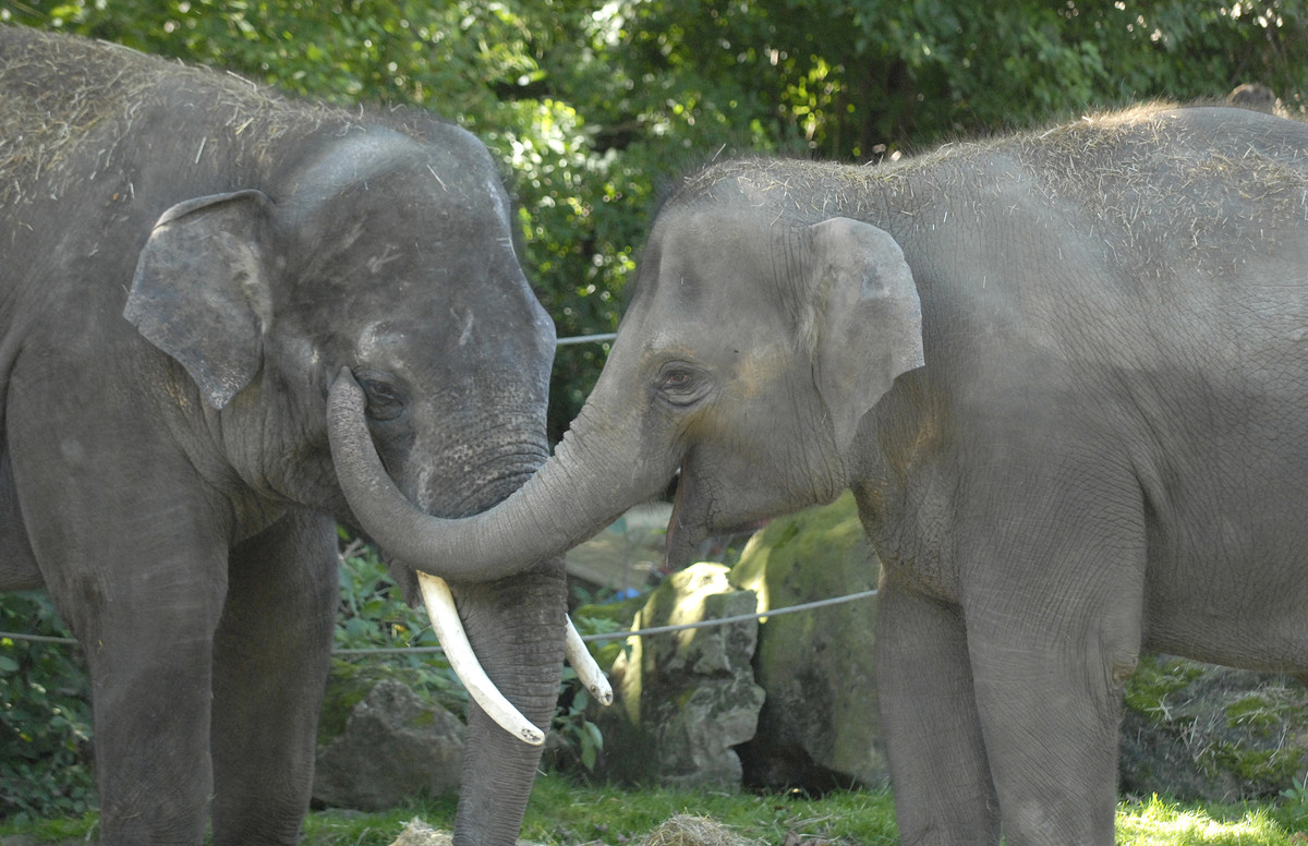 Olifantenbevalling Blijdorp te volgen via webcam | Foto | AD.nl