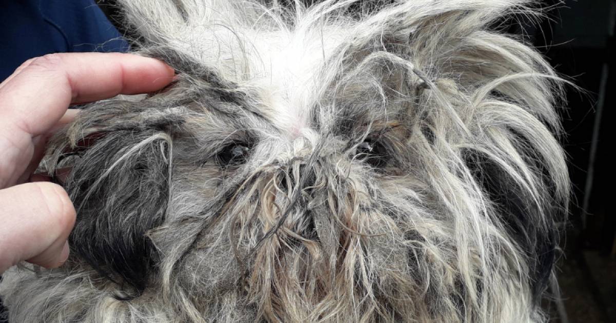 Acht honden in beslag genomen: dieren leefden zonder schoon water in ...