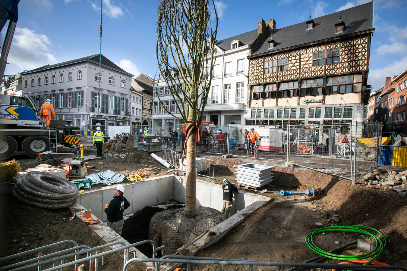 Grote Markt wordt groener: vijftien meter hoge boom moet markt van ... Grote Markt wordt groener: vijftien meter hoge boom moet markt van ...
