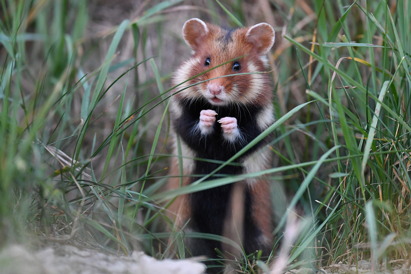 En toen waren ze nog met tien... ‘Ultieme poging’ om wilde hamster te ...