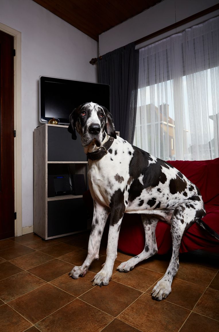 "Dieren voelen zich niet ongemakkelijk voor de lens. Die zijn gewoon ...