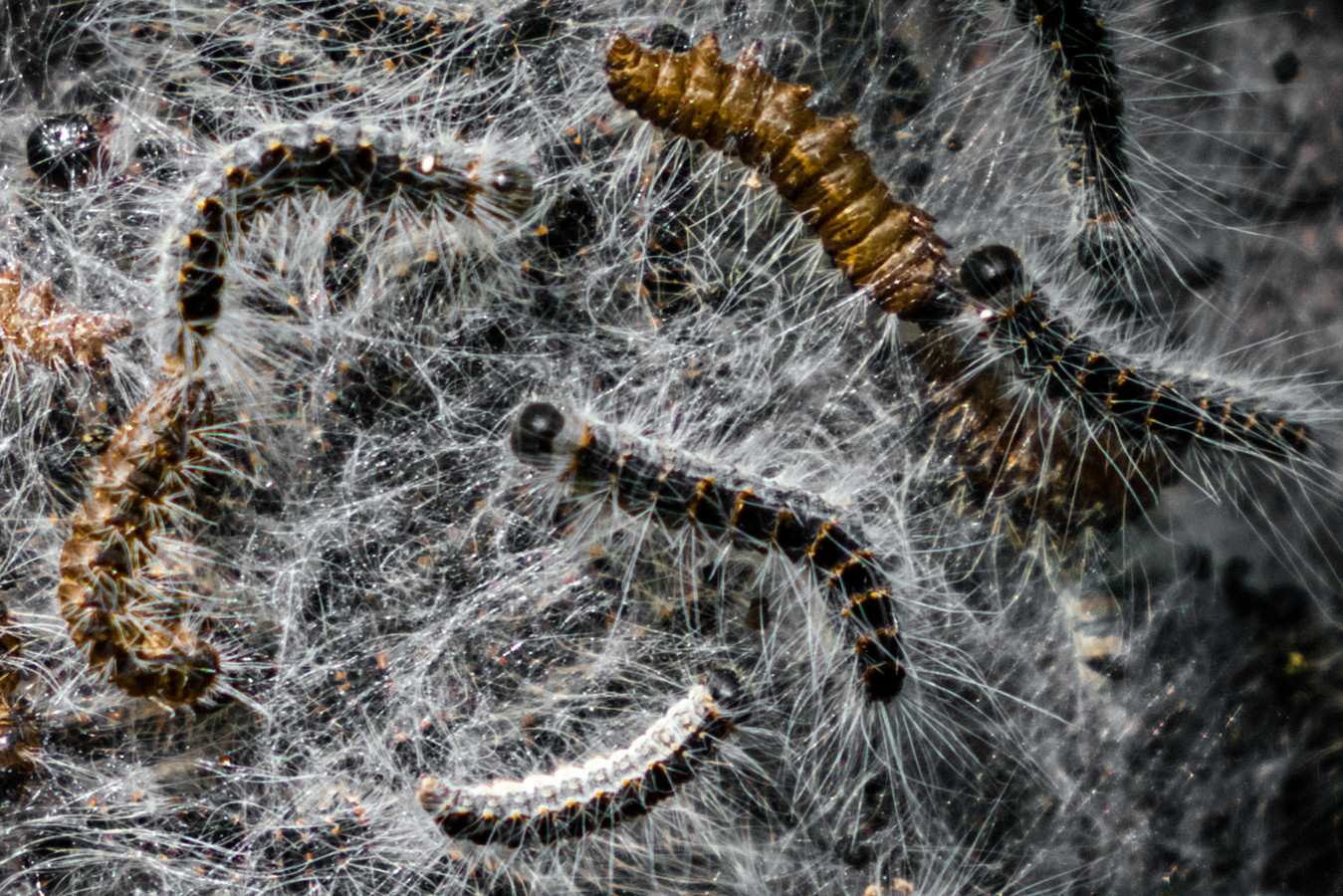 Als het weer meezit begint bestrijding eikenprocessierups in Enschede ...
