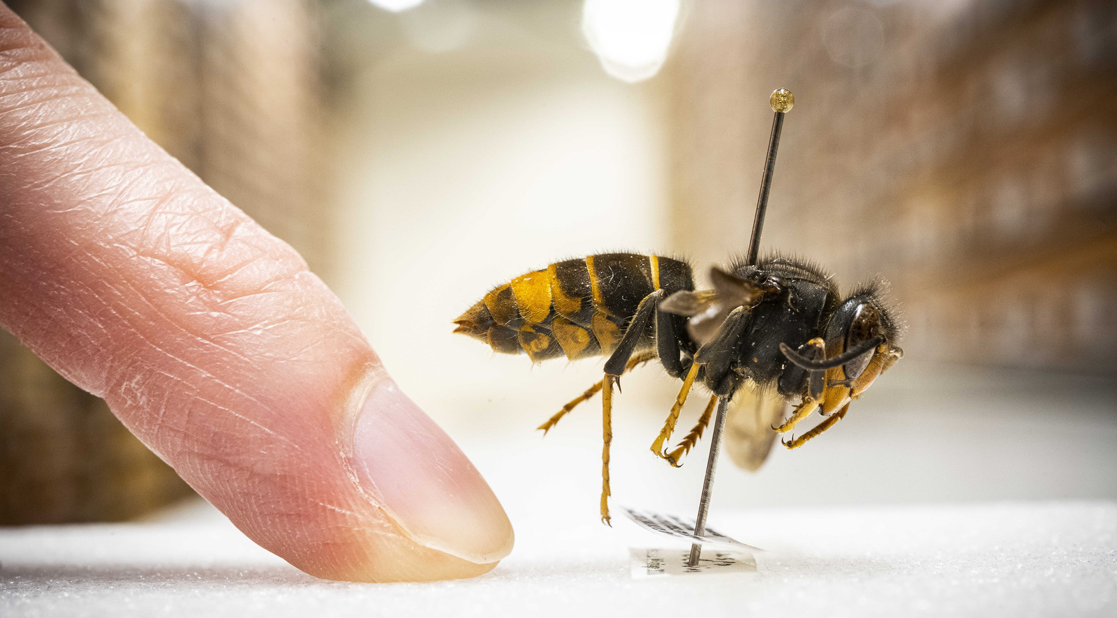 Wespenoverlast piekt door hittegolf | Foto | bd.nl