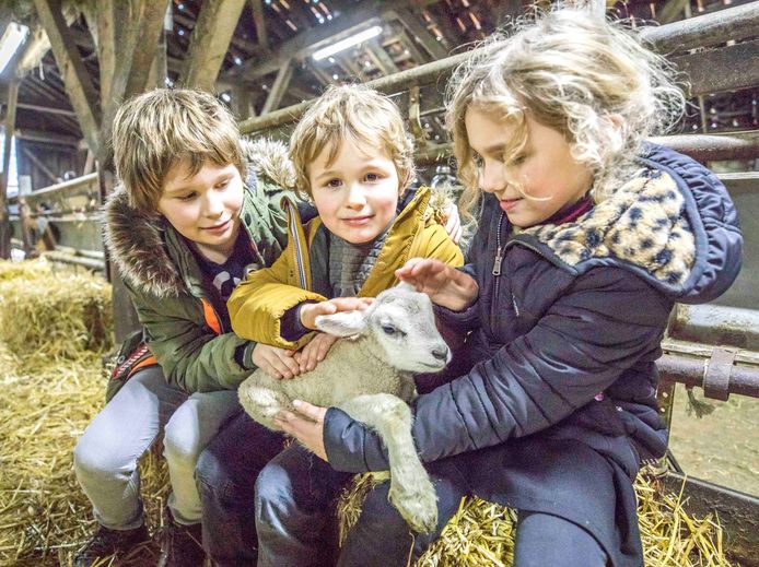 Op kraamvisite bij de lammetjes in Heinkenszand | Bevelanden | pzc.nl