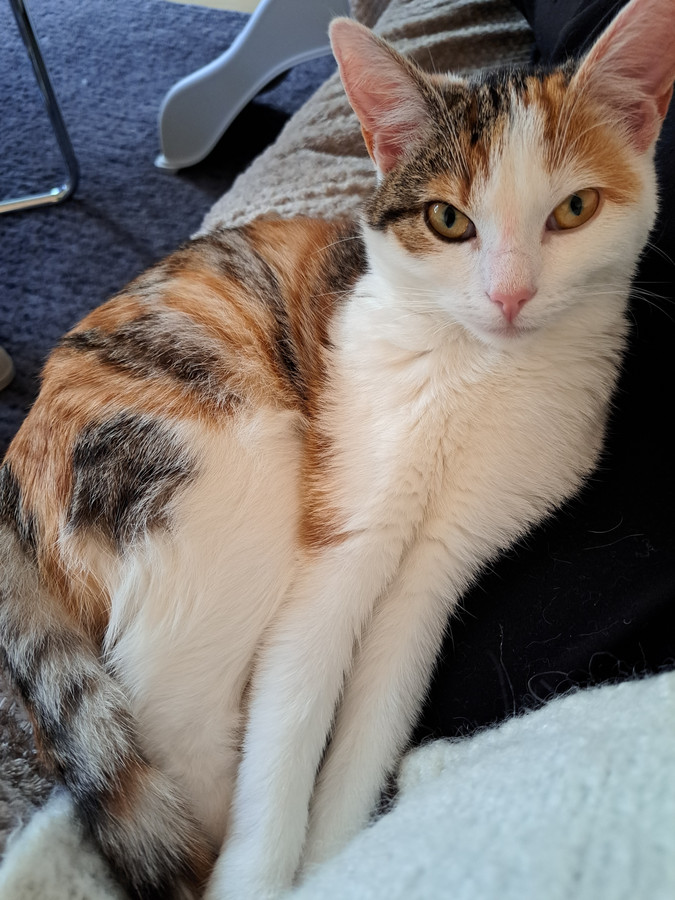 Dit zijn jullie inzendingen van de leukste katten op Wereldkattendag 2023 | Foto | AD.nl