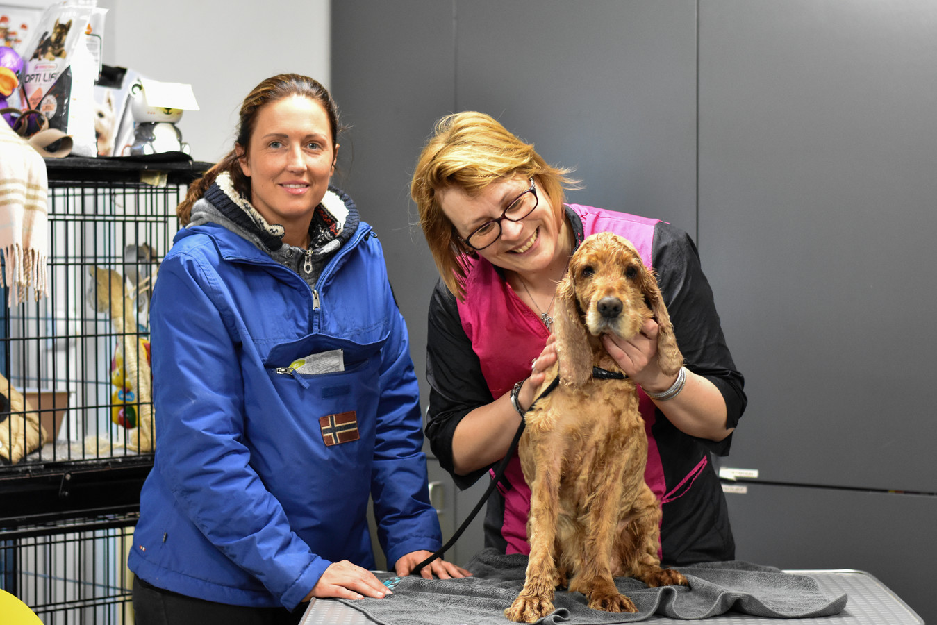 Dierenasiel krijgt zwaar verwaarloosde Cocker binnen, na een trimbeurt ...