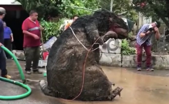 ‘Reusachtige rat’ veroorzaakt enorme verstopping en overstroming riool ...