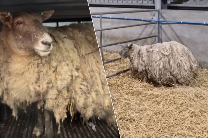 "Eenzaamste schaap van Groot-Brittannië" na twee jaar aan voet van ...