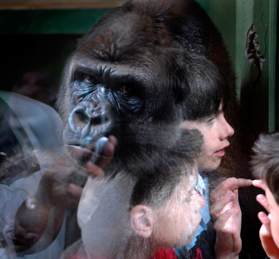 Een beeld voor Bokito? ‘Levensgroot klimmend tegen de Euromast aan ...