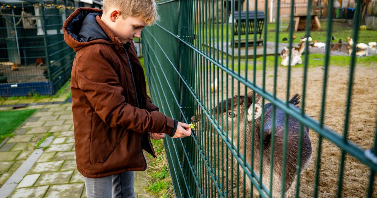 Onzekere tijd voor Jaap ten einde, herten mogen toch blijven: ‘Ik laat ...