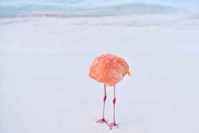 Kunstenaar stunt met prijswinnende foto AI-wedstrijd, maar beeld blijkt ...