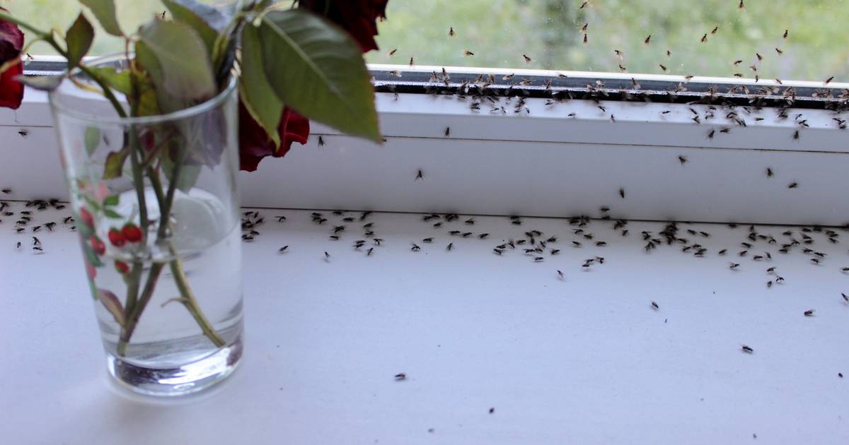 Een meelmot kan wel 500 eitjes leggen, met deze maatregelen verwijder ...