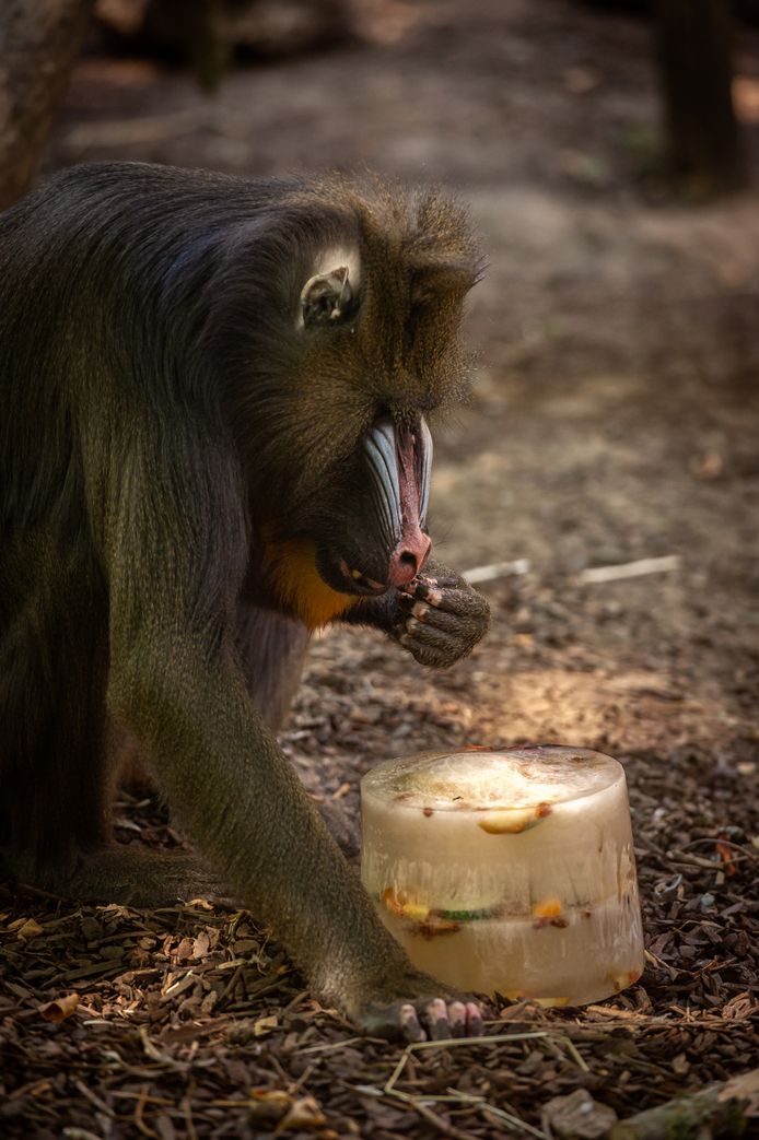 IN BEELD. Antwerpse Zoo trakteert dieren op verfrissende ijsjes | Warmste dag van de zomer | hln.be