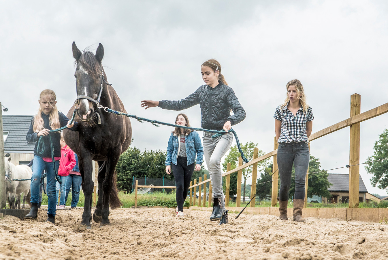 Ponykamp zonder paardrijden: ‘We doen van alles, behalve rijden’ | Foto ...