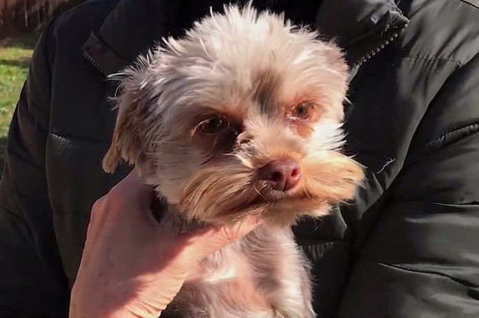 Loterijhondje Frekkel onder het mes vanwege mank pootje | Show | AD.nl