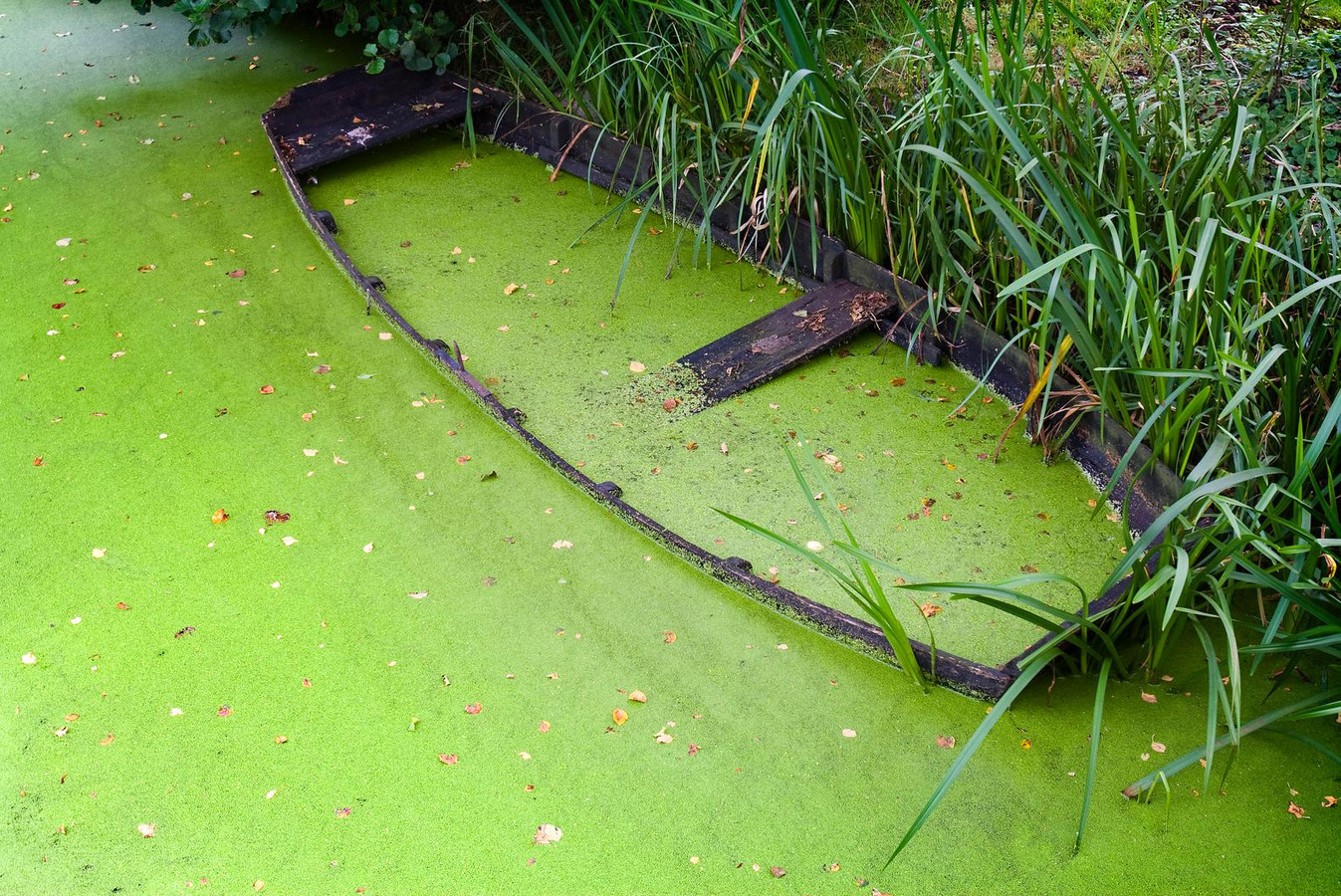 Gemeente verwijdert karrenvracht aan kroos dat voor problemen zorgt in ...