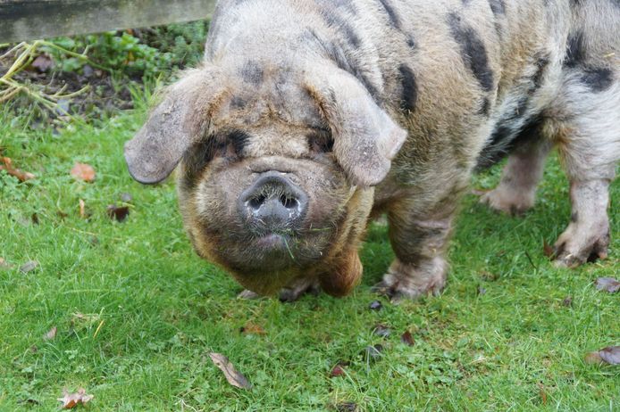 Kune kune varken Herman zoekt nieuw plekje in Bergeijk | Bergeijk | AD.nl