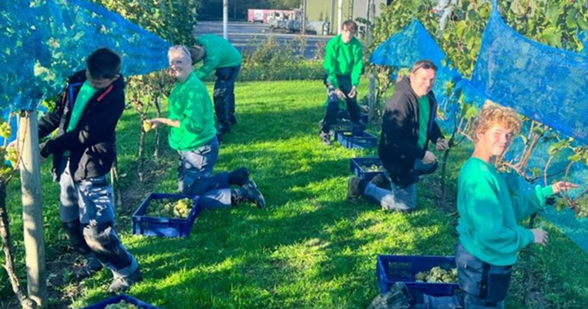 Boomgaard bij bedrijf Vyncke levert 2500kg druiven op | Harelbeke | hln.be
