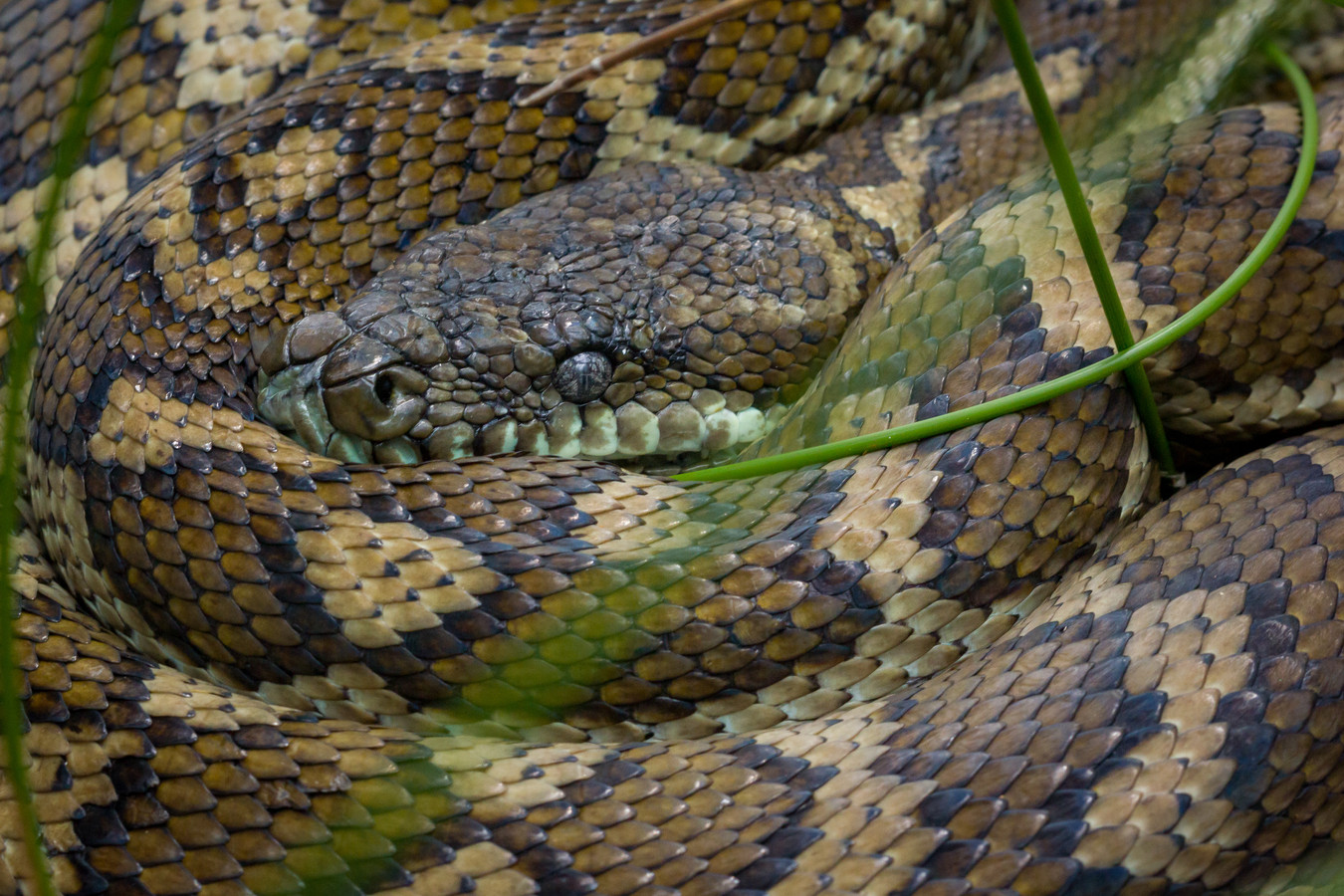Levende worm gevonden in hersenen van Australische vrouw ...