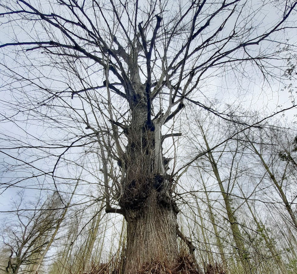 Provincie plant enten van twee monumentale bomen op Vlaamse Ardennendag ...