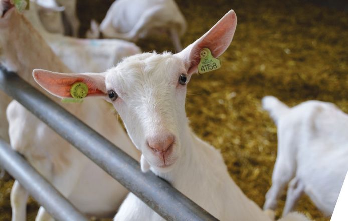 Etten-Leurse geitenhouder gaat over op vleesstieren, geen belemmering ...