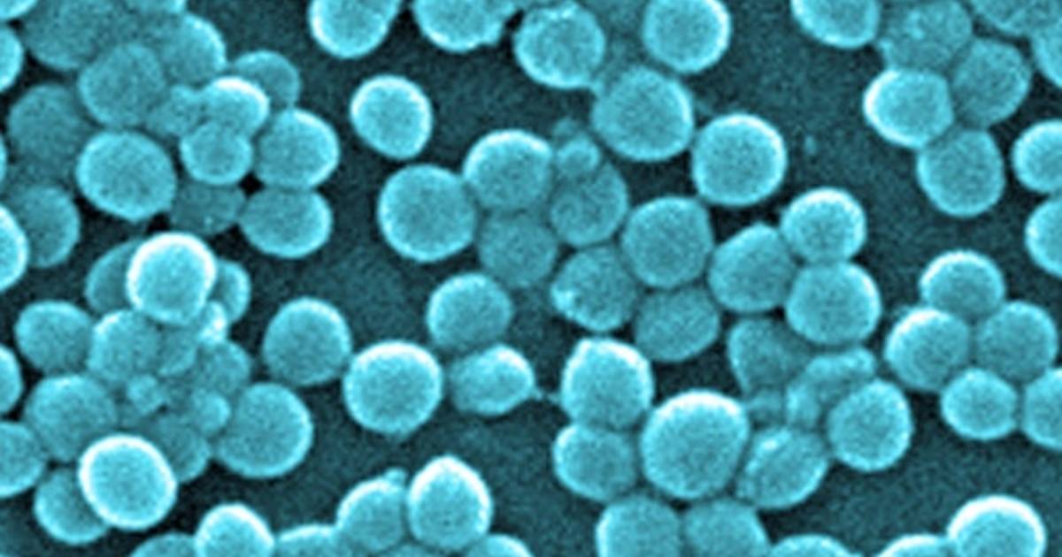 MRSA-bacterie in Janshove | Breda | bndestem.nl