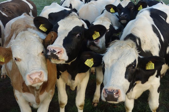 Koeien scheren, borstelen, knuffelen én keuren in Putten | Putten ...