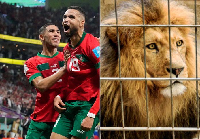 Waarom de échte Leeuwen van de Atlas achter tralies zitten en Marokkanen een hekel moeten hebben ...
