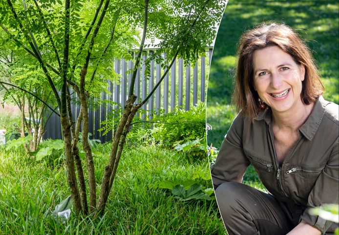 “Een boom in je tuin is een goede bescherming tegen de komende ...