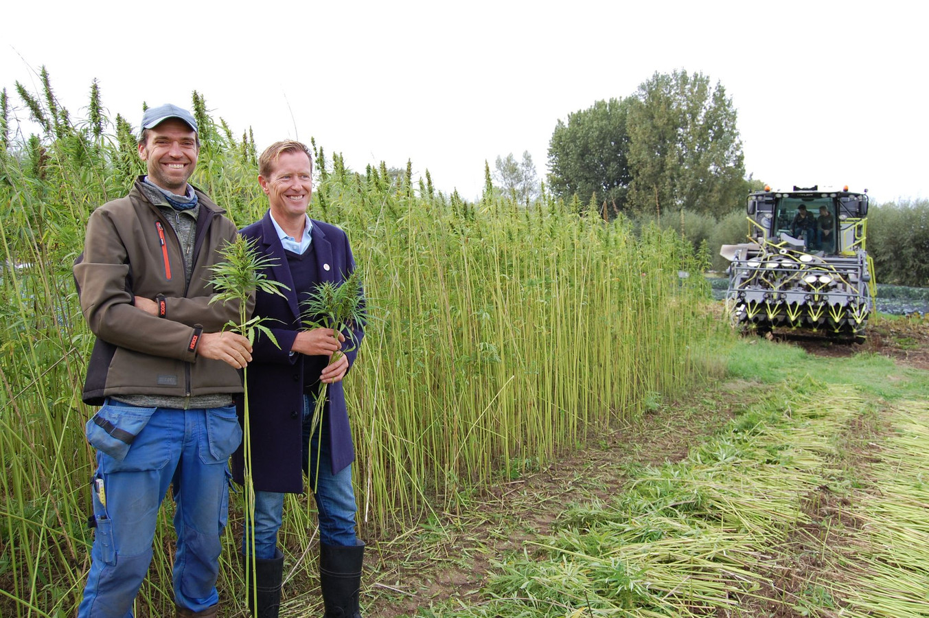 Hennep succesvol ingezet tegen bodemvervuiling door PFAS: “Op maximum ...
