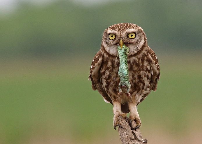 Grote zorgen over steenuilen in Zeeuws-Vlaanderen | Terneuzen | pzc.nl