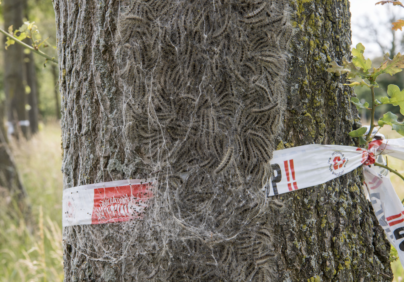 Overlast eikenprocessierups in Twente verdrievoudigd | Foto | tubantia.nl