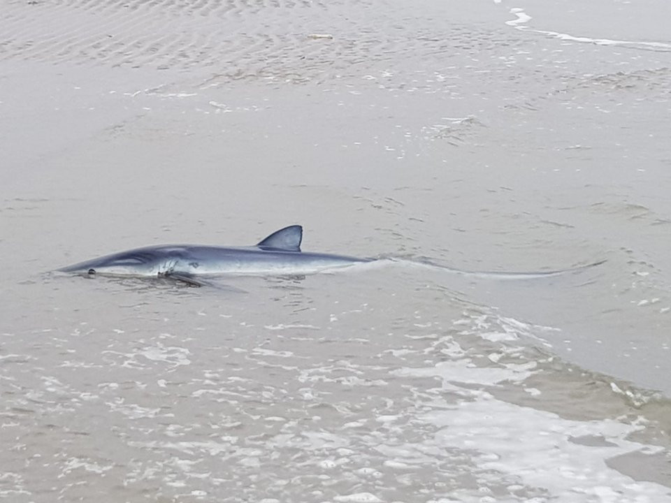 Bijzonder! Aangespoelde blauwe haai wordt met zuurstoftank naar ...