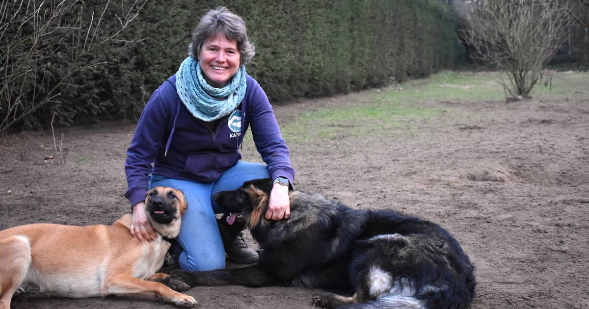 Hondenopvang Born To Play moet plotsklaps sluiten door burengeschil ...