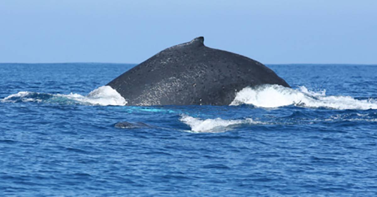 Walvis botst tegen boot: toeriste overlijdt | Buitenland | AD.nl