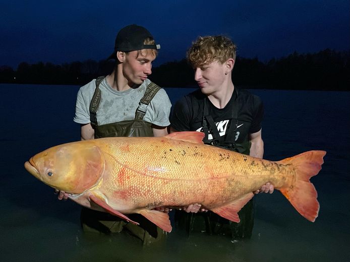 Jelle en Yarne vangen zilverkarper van 135 centimeter: “Drie cm langer ...