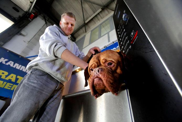 Hond Droef geniet van wasbeurt in autowasstraat | Dordrecht | AD.nl