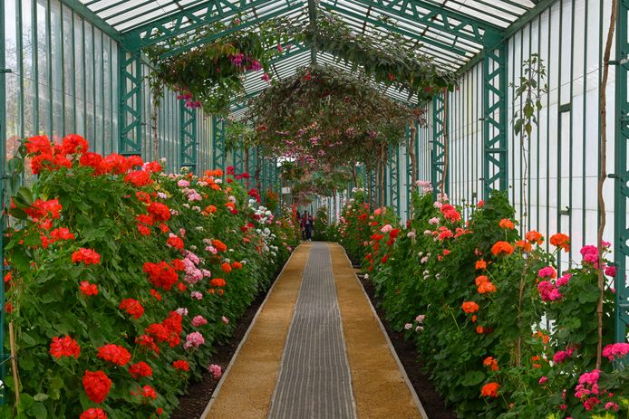 Les serres royales de Laeken bientôt à nouveau accessibles au public ...