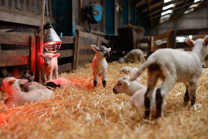 Het is lente in de schapenstal van Luc (25): ‘140 nieuwe lammetjes op ...