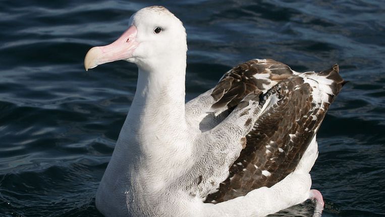 Reuzenalbatros zwaarder door veranderend klimaat | Het Parool