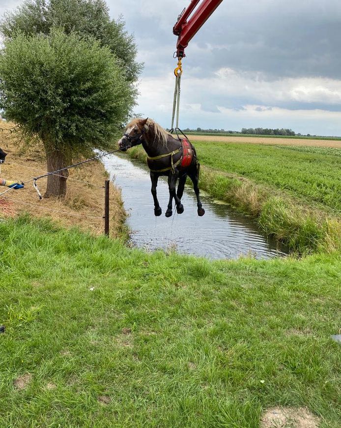 Paard uit sloot getakeld met ‘paardenbroek’ | Hoeksche Waard | AD.nl
