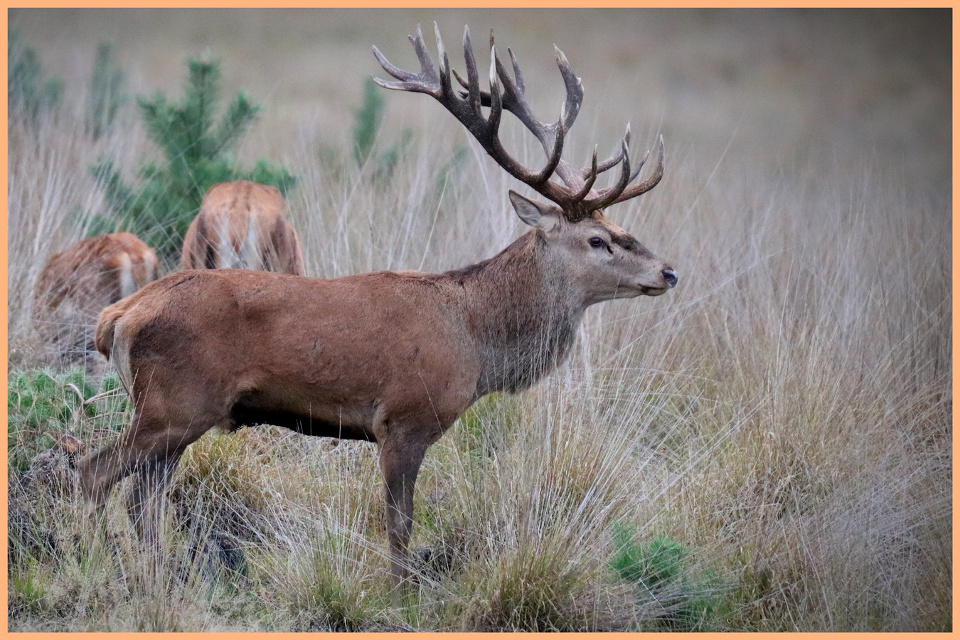 Snoepende reeën in winters ochtendgloren | Foto | AD.nl