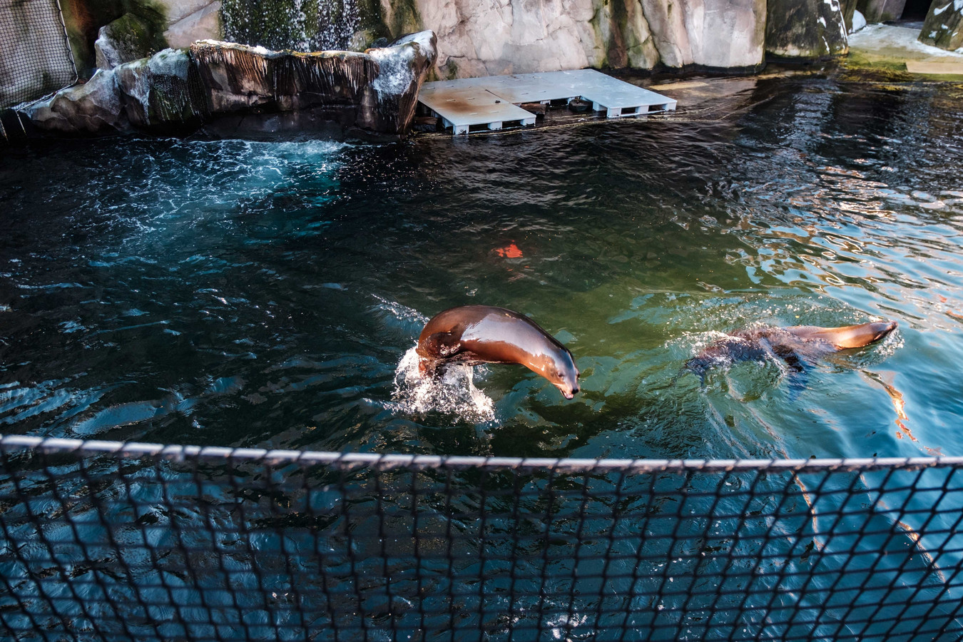 REPORTAGE. Antwerpse Zoo weer open na maandenlange sluiting: “Een ...